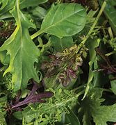 Shop Now - Forsyth Family Farm