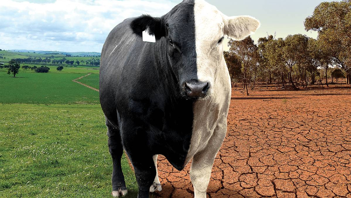 Friken Chicken | Meat | Spokane Valley, WA, USA