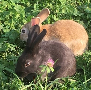 Farming Practices - Grass Corp