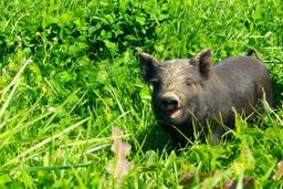 Pastured Pork - Grass Corp