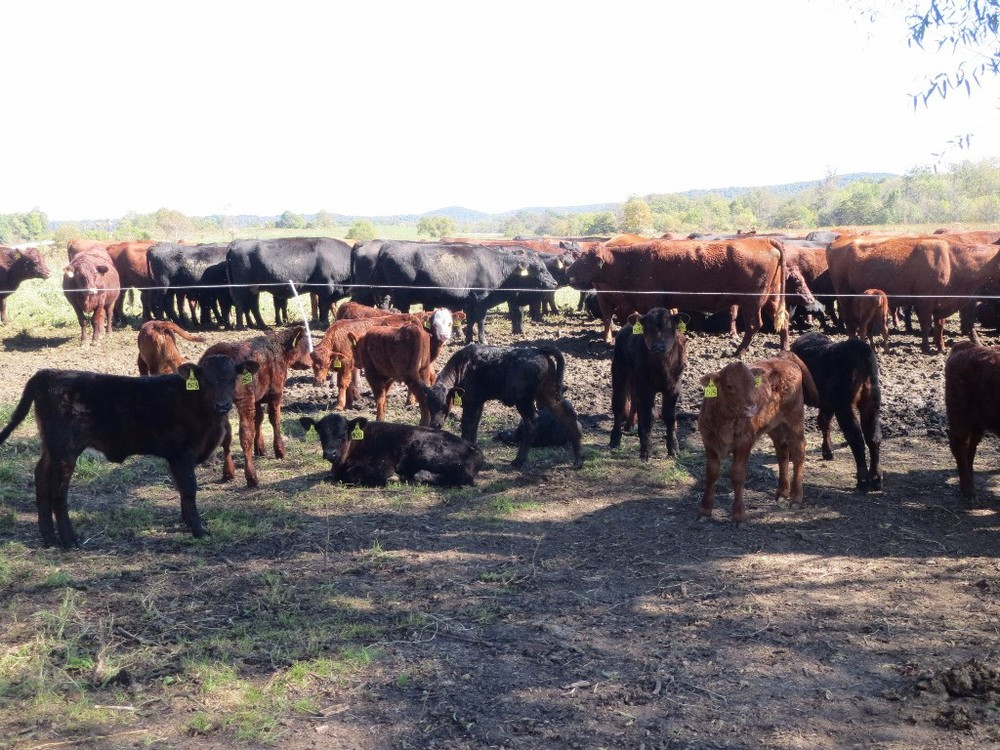 The Tribe - Grassroots Farm & Foods