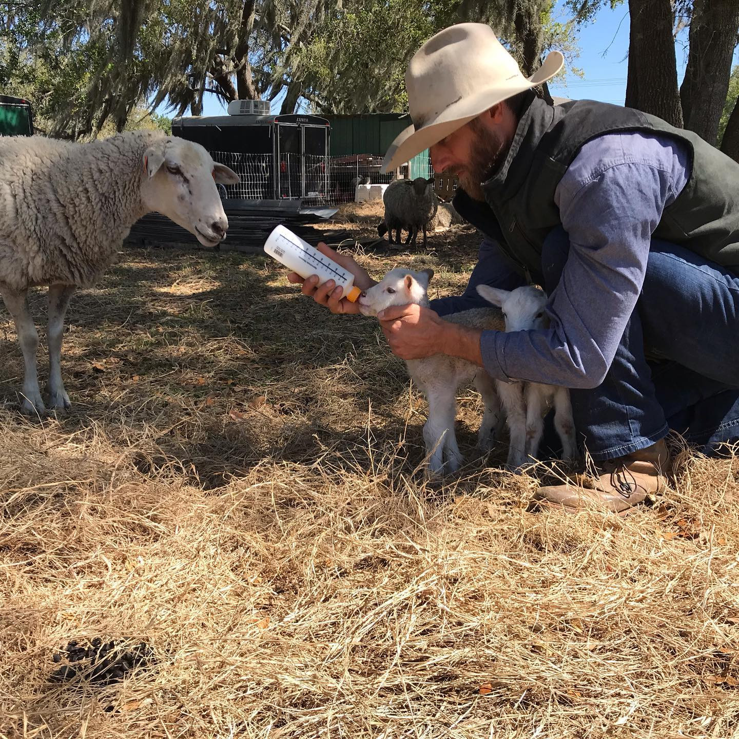 HOMEPAGE - GROVE LADDER FARM LLC