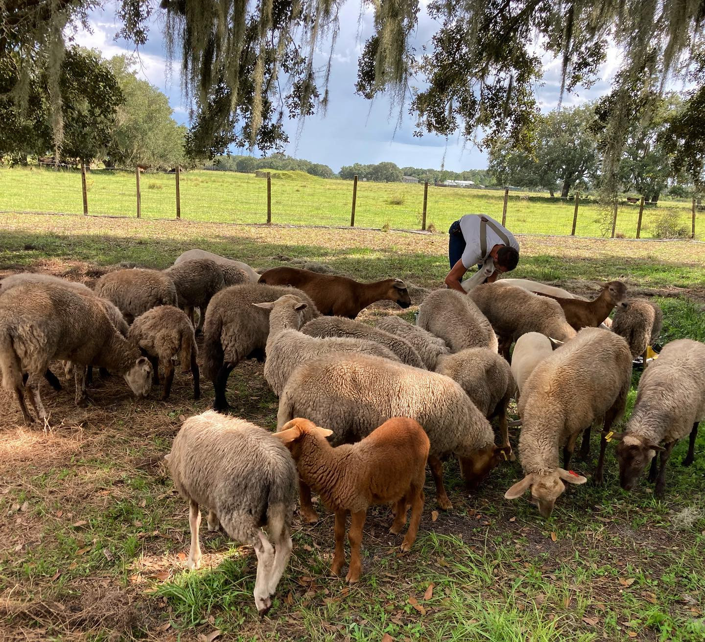 HOMEPAGE - GROVE LADDER FARM LLC