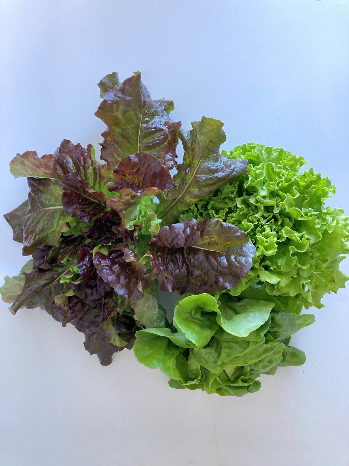 Organic Local Vegetables - GROVE LADDER FARM