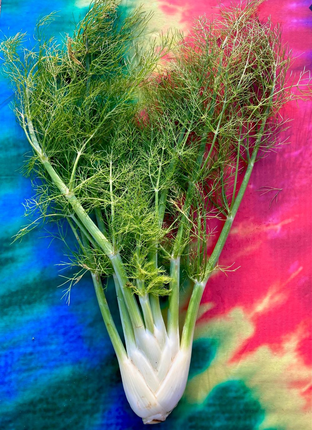 Organic Local Vegetables - GROVE LADDER FARM