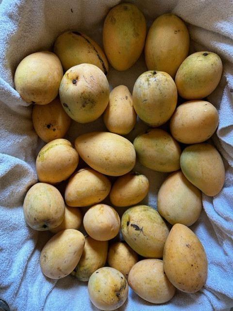 Local Fruit - GROVE LADDER FARM