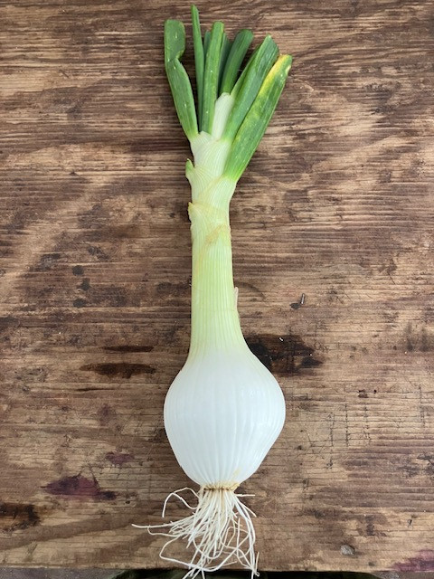 Onion, Spring Bulb - GROVE LADDER FARM