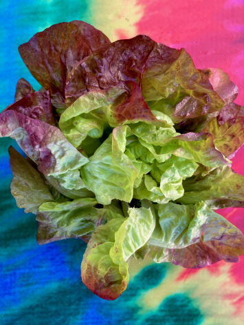 Organic Local Vegetables - GROVE LADDER FARM LLC