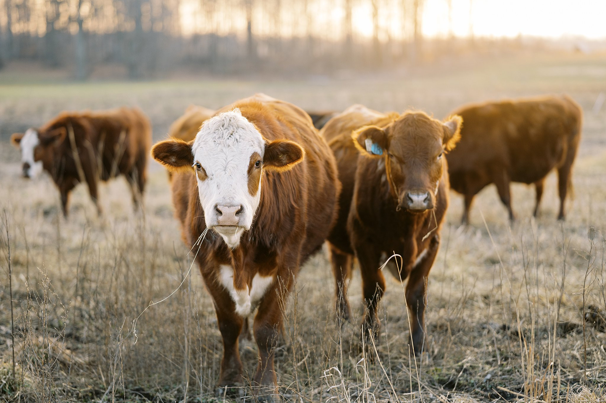 Grown Well Regenerative Farms - Grown Well Farms