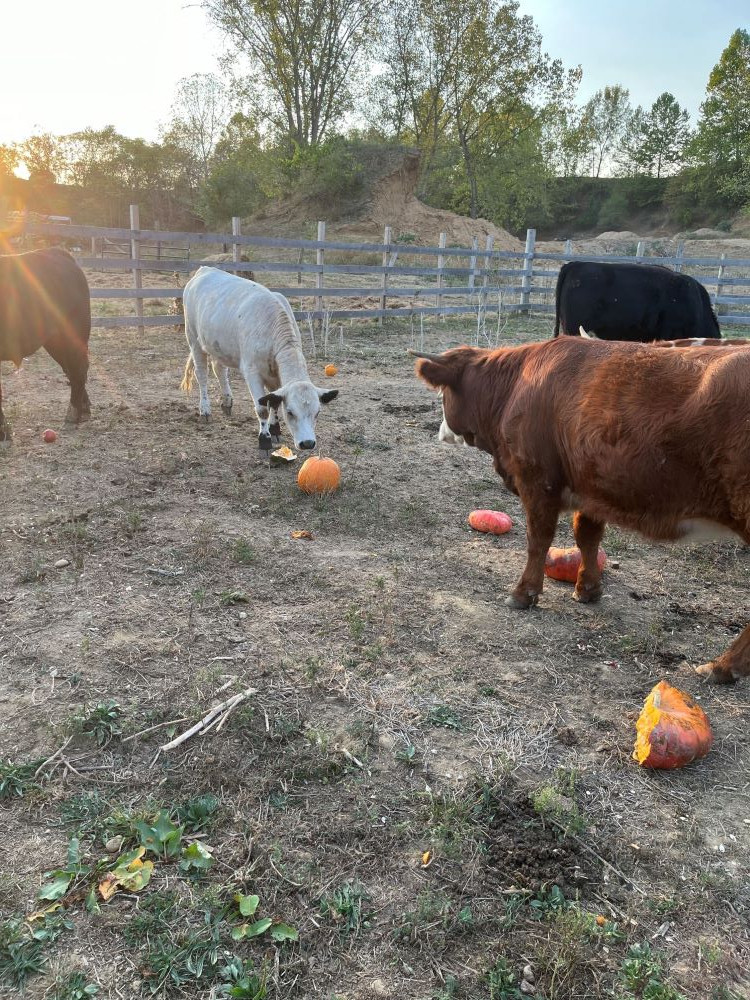 Home - Hidden View Farmstead