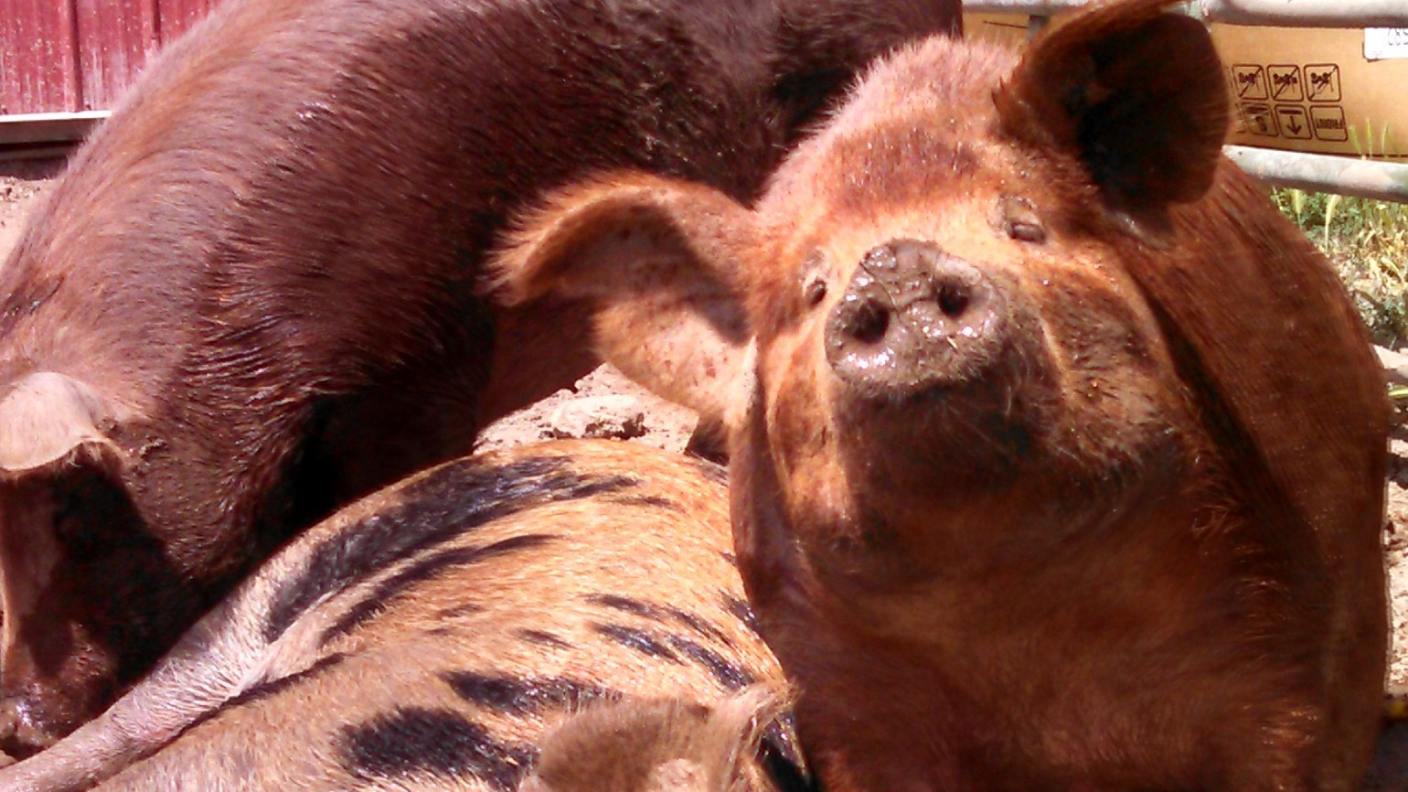 Grass Finished Beef and Lamb, Pastured Pork - Reno, Truckee, Lake Tahoe ...