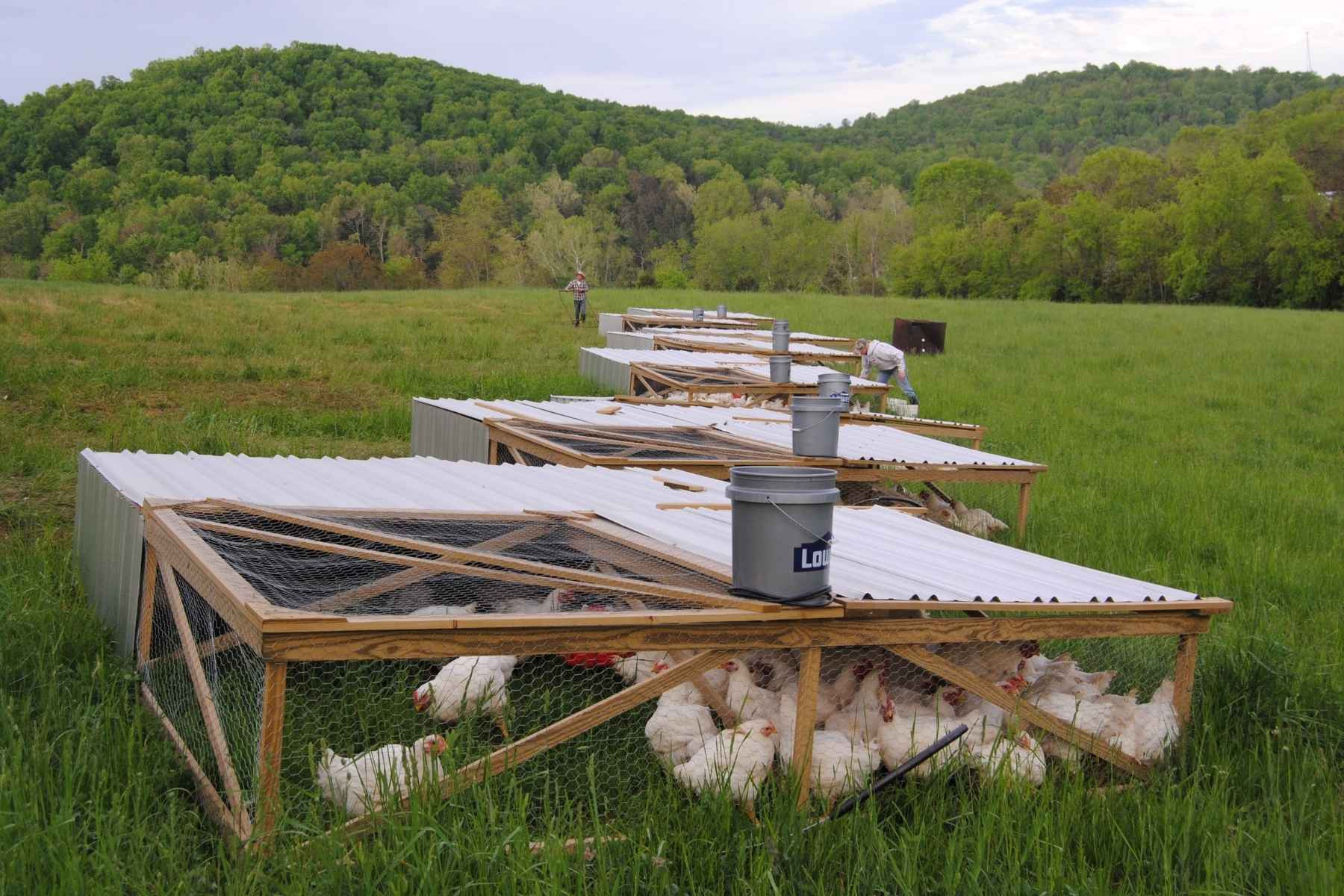 Pastured Chicken - J&L Green Farm
