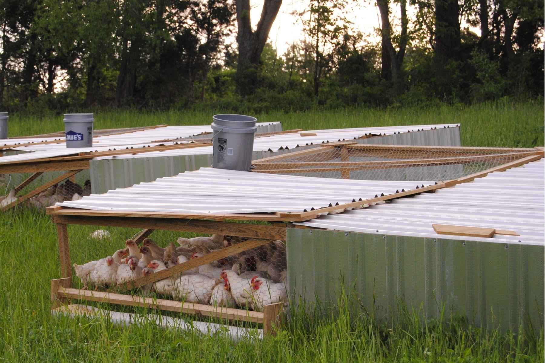 Pastured Chicken - J&L Green Farm