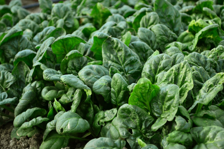 Produce - Livengood Family Farm LLC