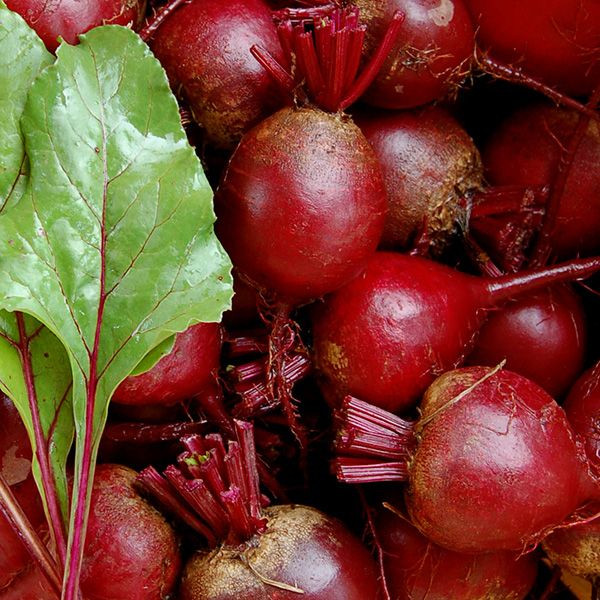 Organic Beets - Miles Smith Farm