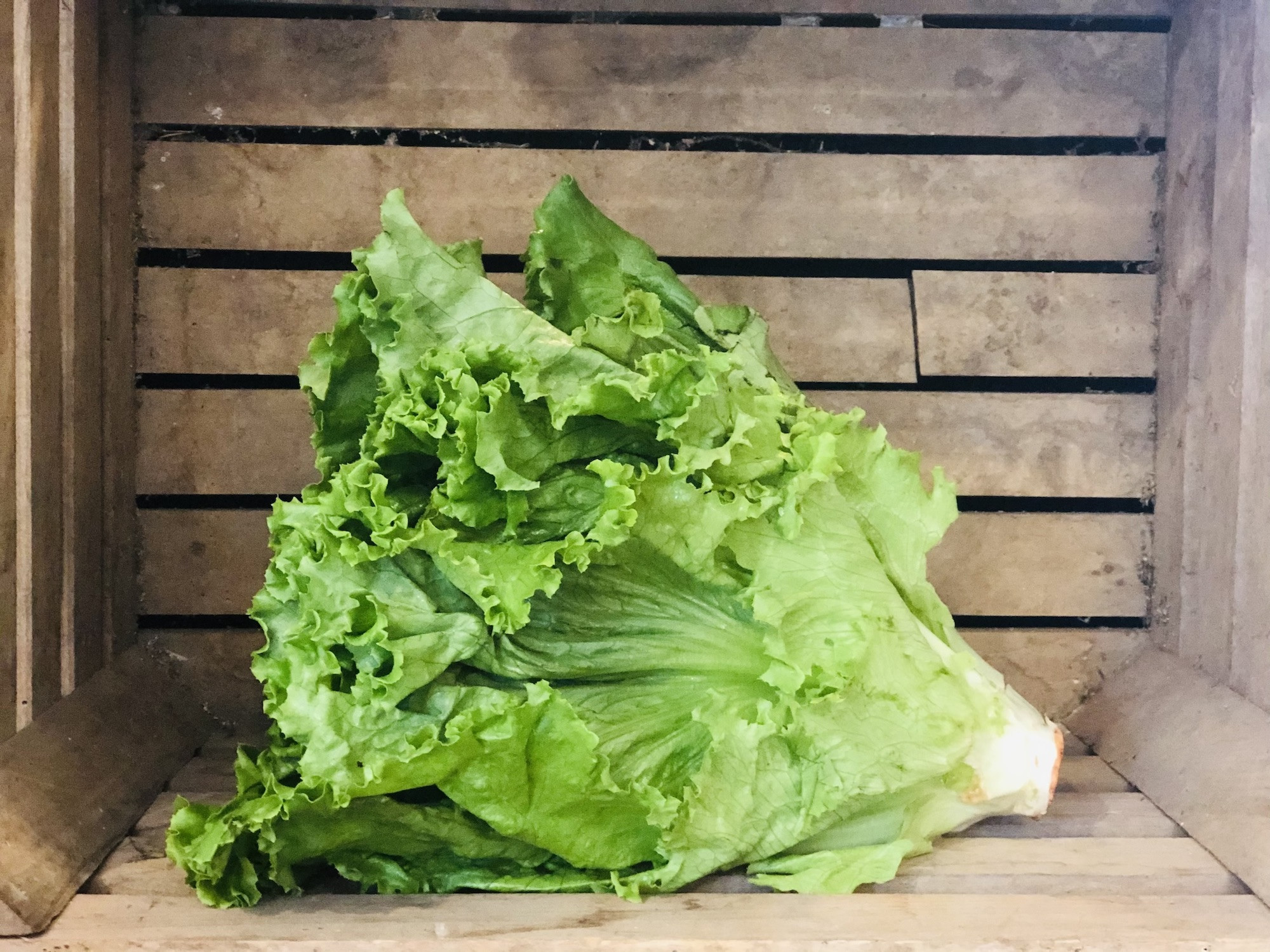 Produce (Fresh and Fermented) - Miller's Bio Farm