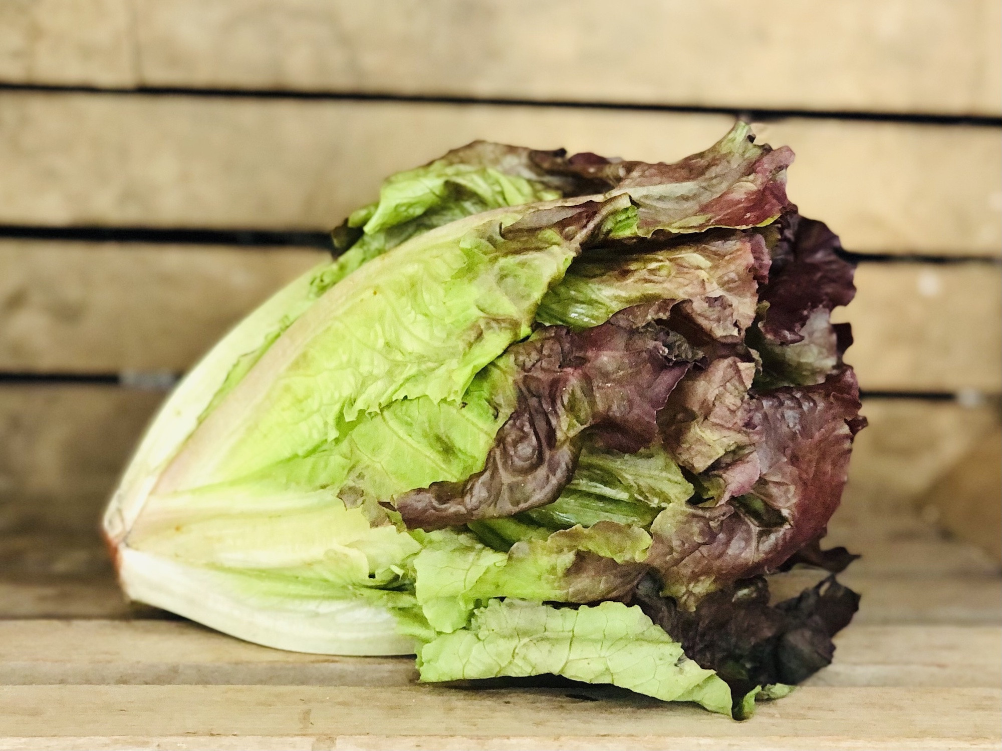 Red Leaf Lettuce (1 head) - Miller's Bio Farm