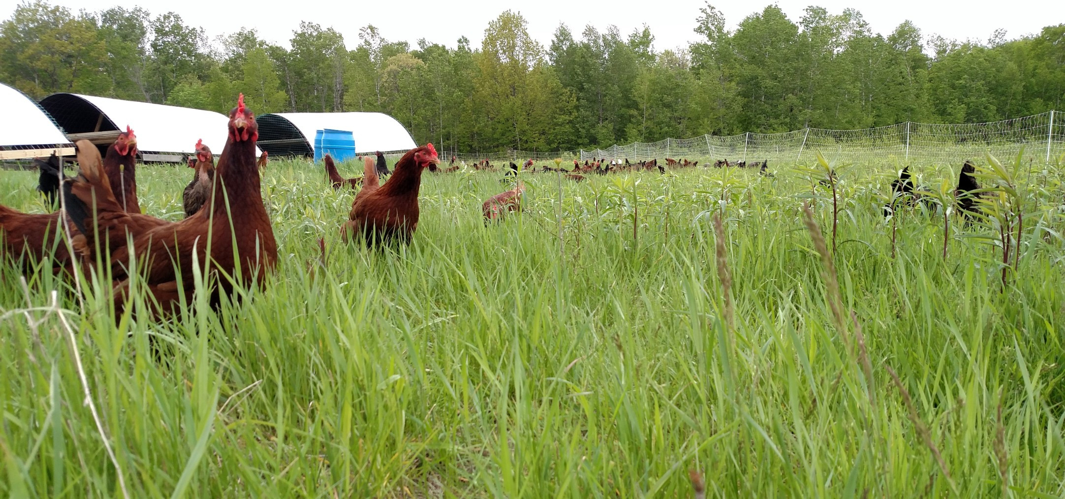 Farm Home - Nelson Grass Farm
