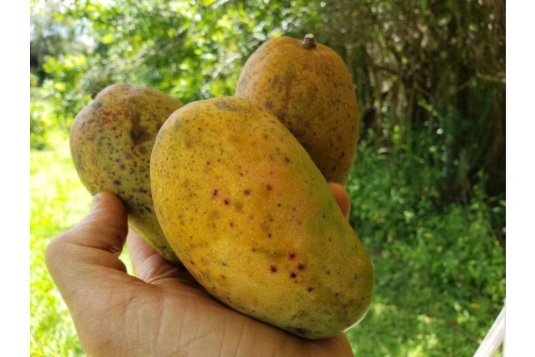 Organic & Local Fruit - Oikos Food Buyer’s Club