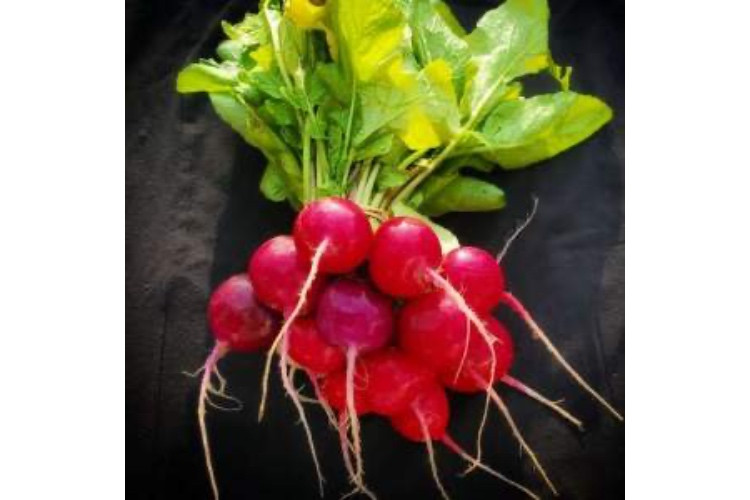 Vegetables - Oikos Food Buyer’s Club