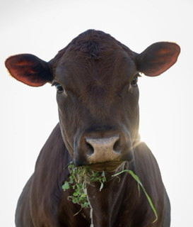 Outwest Farms | Grass-fed beef, pasture-raised pork, and pasture-raised ...