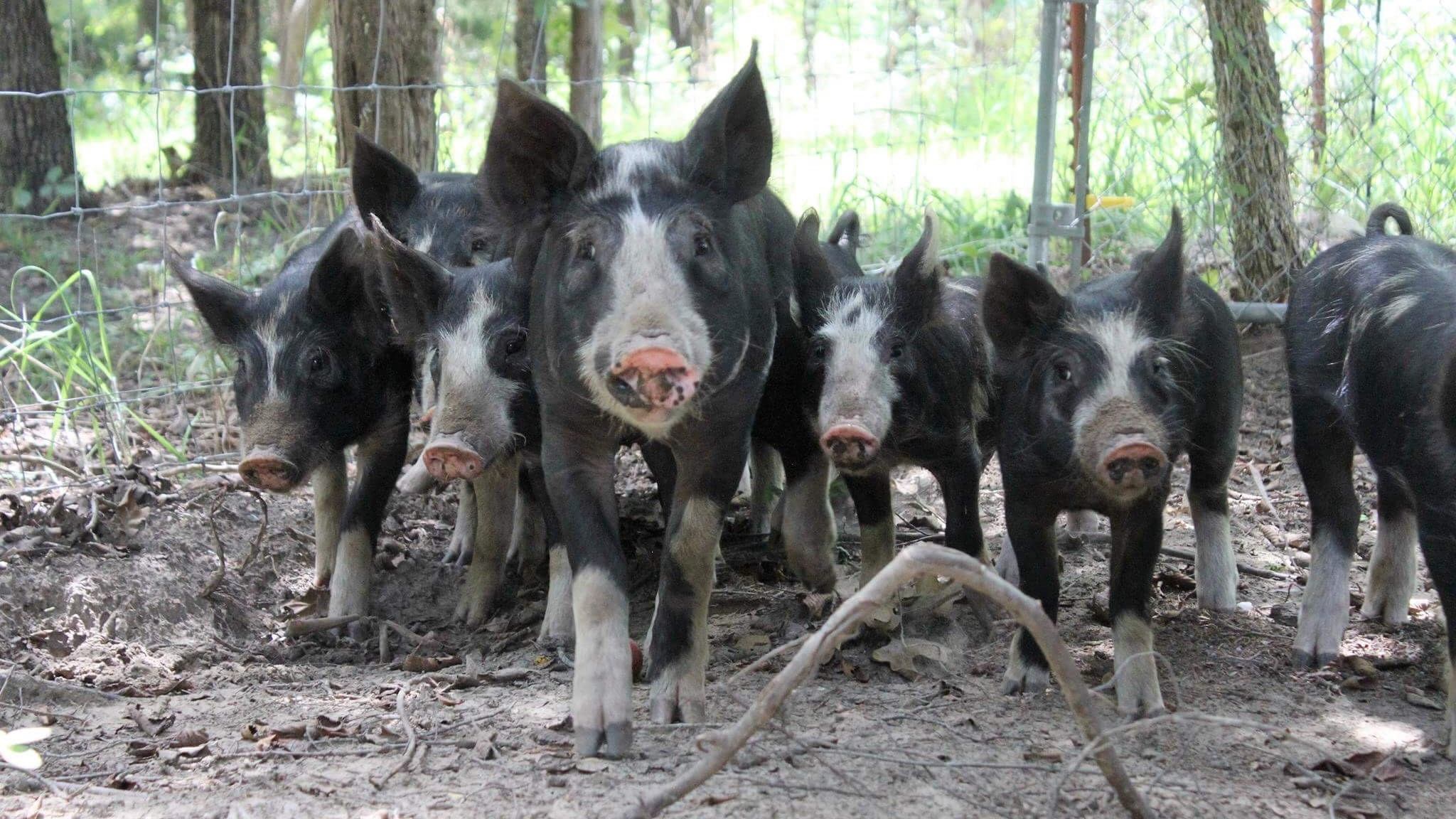 Storefront - Prairie Creek Farms