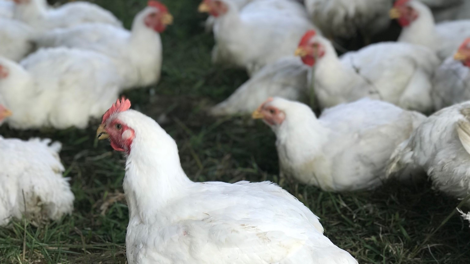 Storefront - Prairie Creek Farms