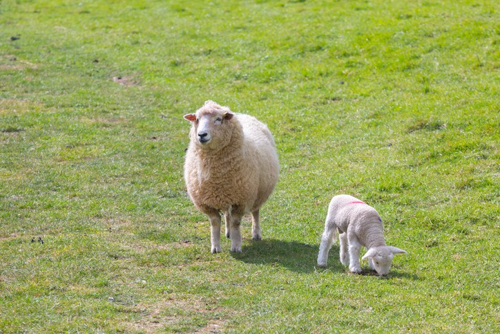 Grass Fed Lamb | Rafter W Ranch | Colorado Grass Fed Beef, Lamb ...