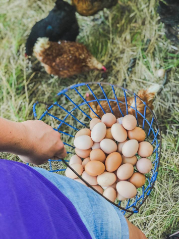Free Range Eggs - Rehoboth Ranch