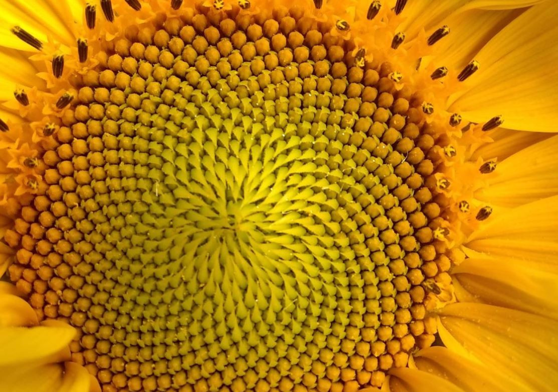 Riemer Family Farm: Exceptional Grass Fed, Pasture Raised Regenerative ...