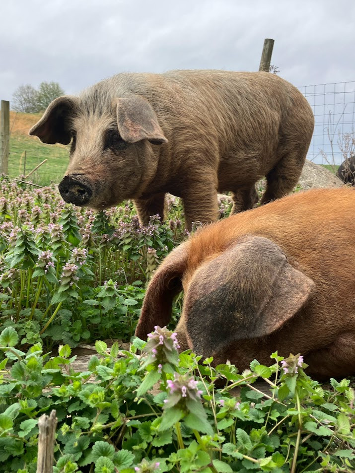 Homepage - Rucker Farm