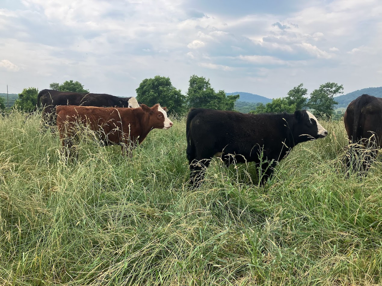 Homepage - Rucker Farm