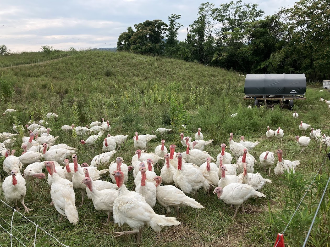 Store Landing Page - Rucker Farm