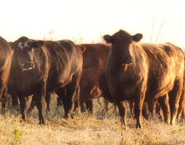 Offal Package - SAGE MOUNTAIN BEEF