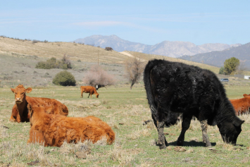 Grass-fed, Grass-Finished Beef - SAGE MOUNTAIN BEEF
