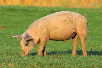 Heritage Pork - SAGE MOUNTAIN BEEF