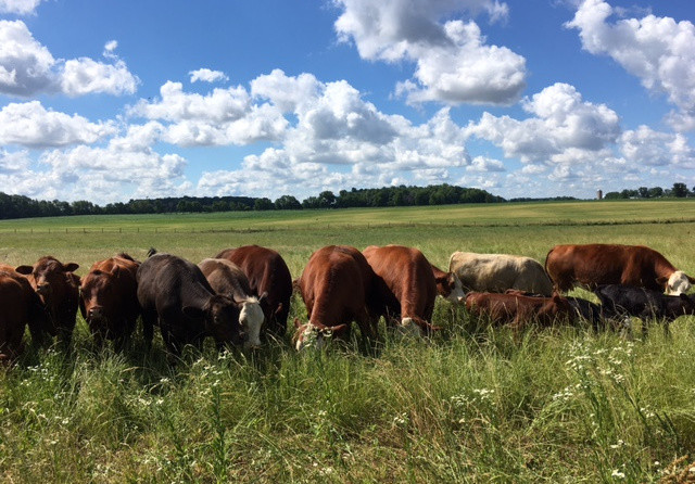 Farm Partners - Seven Sons Farms