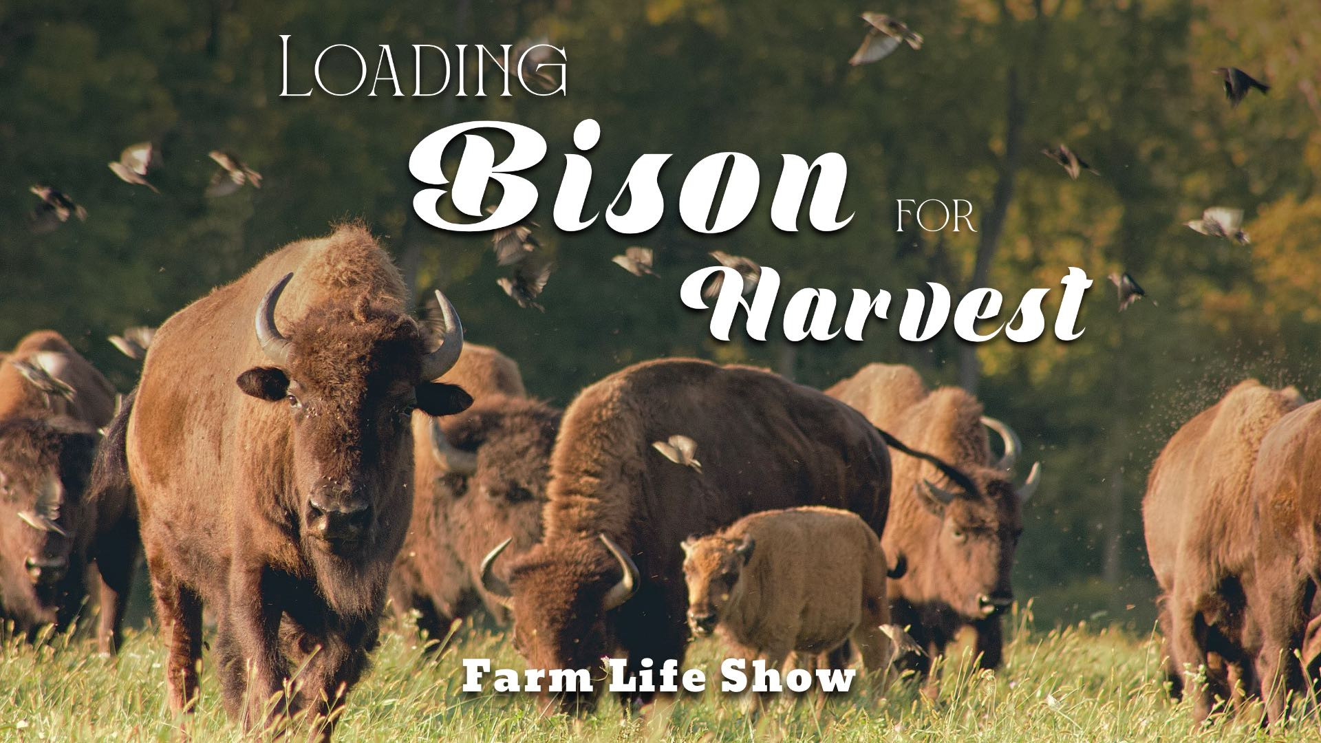 Farm Life Show (Ep. 07) - Summer Farm Update - Seven Sons Farms