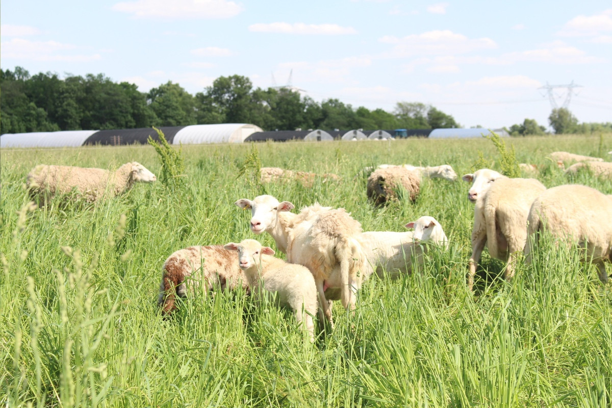 What Is Organic Meat (and Is It Really Better)? - Seven Sons Farms