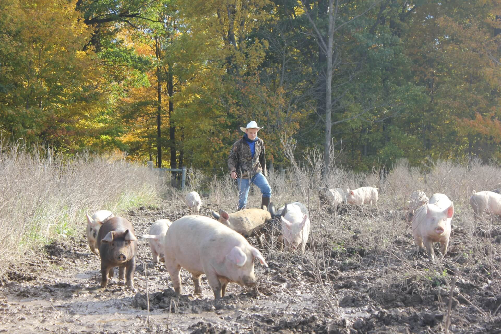 Regenerative Grazing: How Sustainable Livestock Management Restores ...
