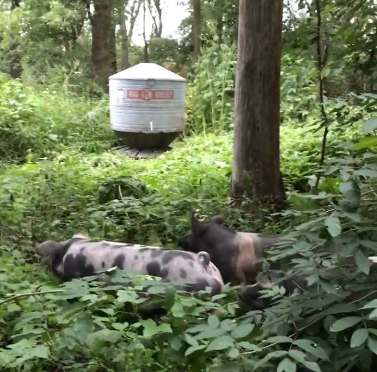 2020 Pre-Order Half Hog - Sleepy Bison Acres