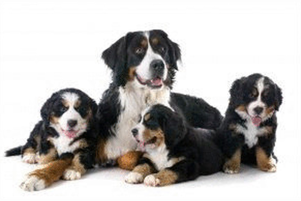 Education on Progesterone Machine for dogs - TargetVet / BioMetallics