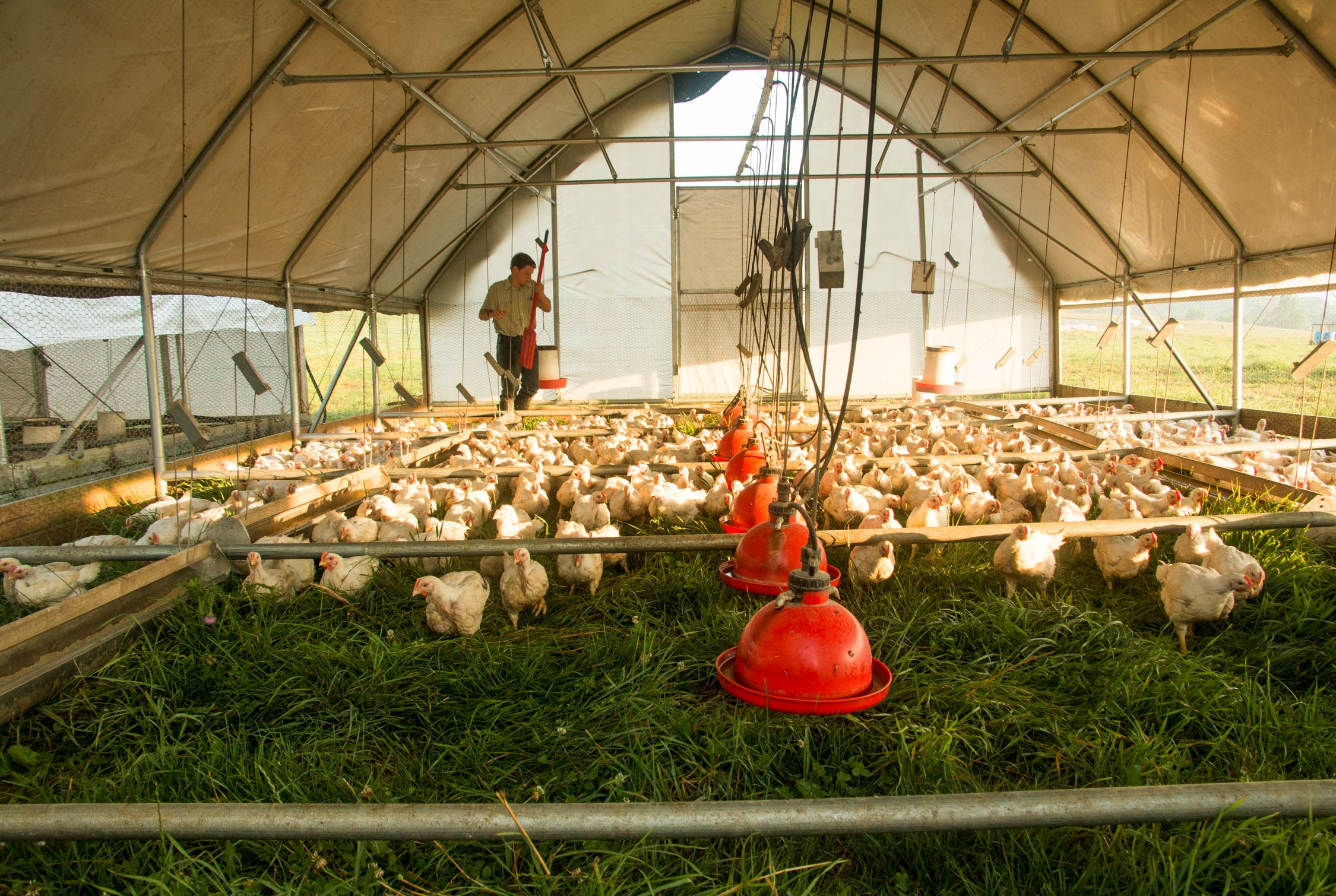 Pastured Chickens Photo Gallery - The Family Cow