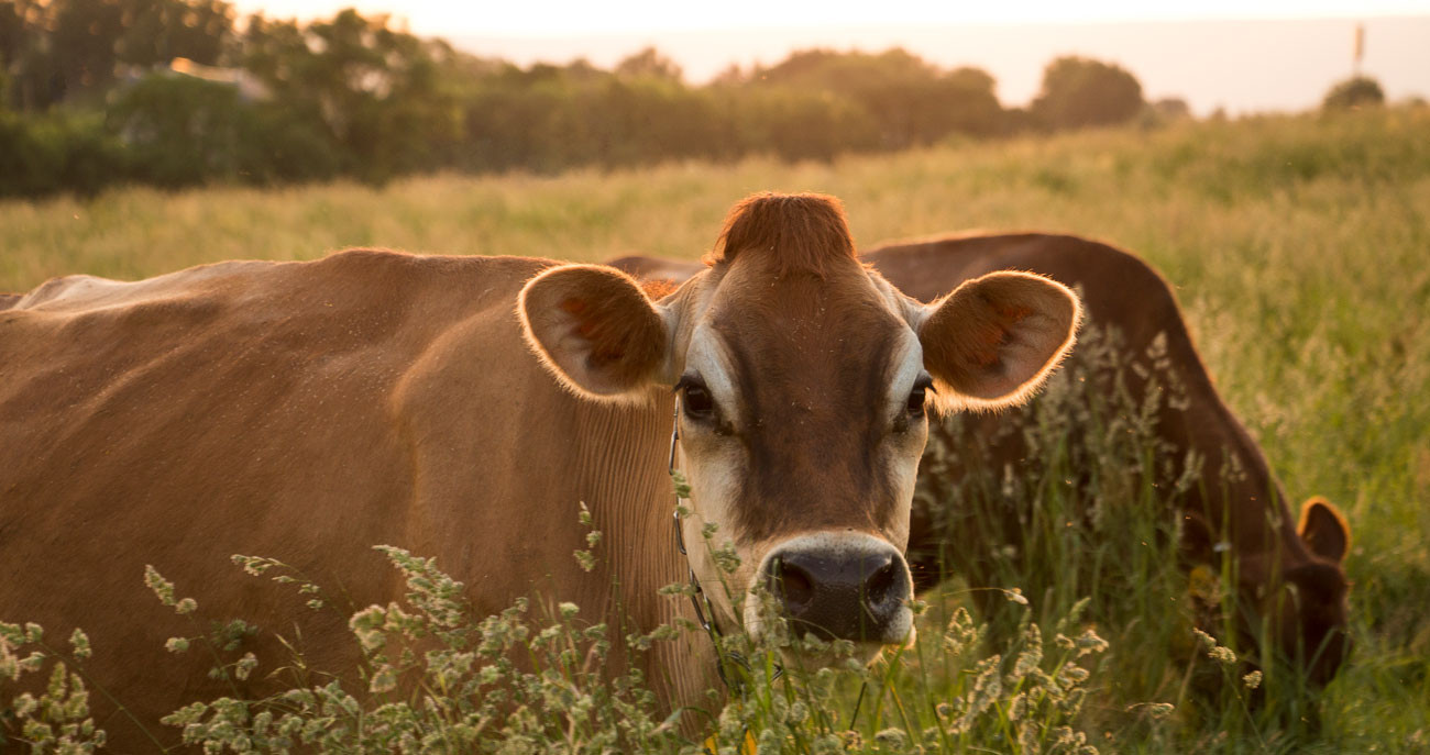 Real Organic Foods Delivered to you! - The Family Cow