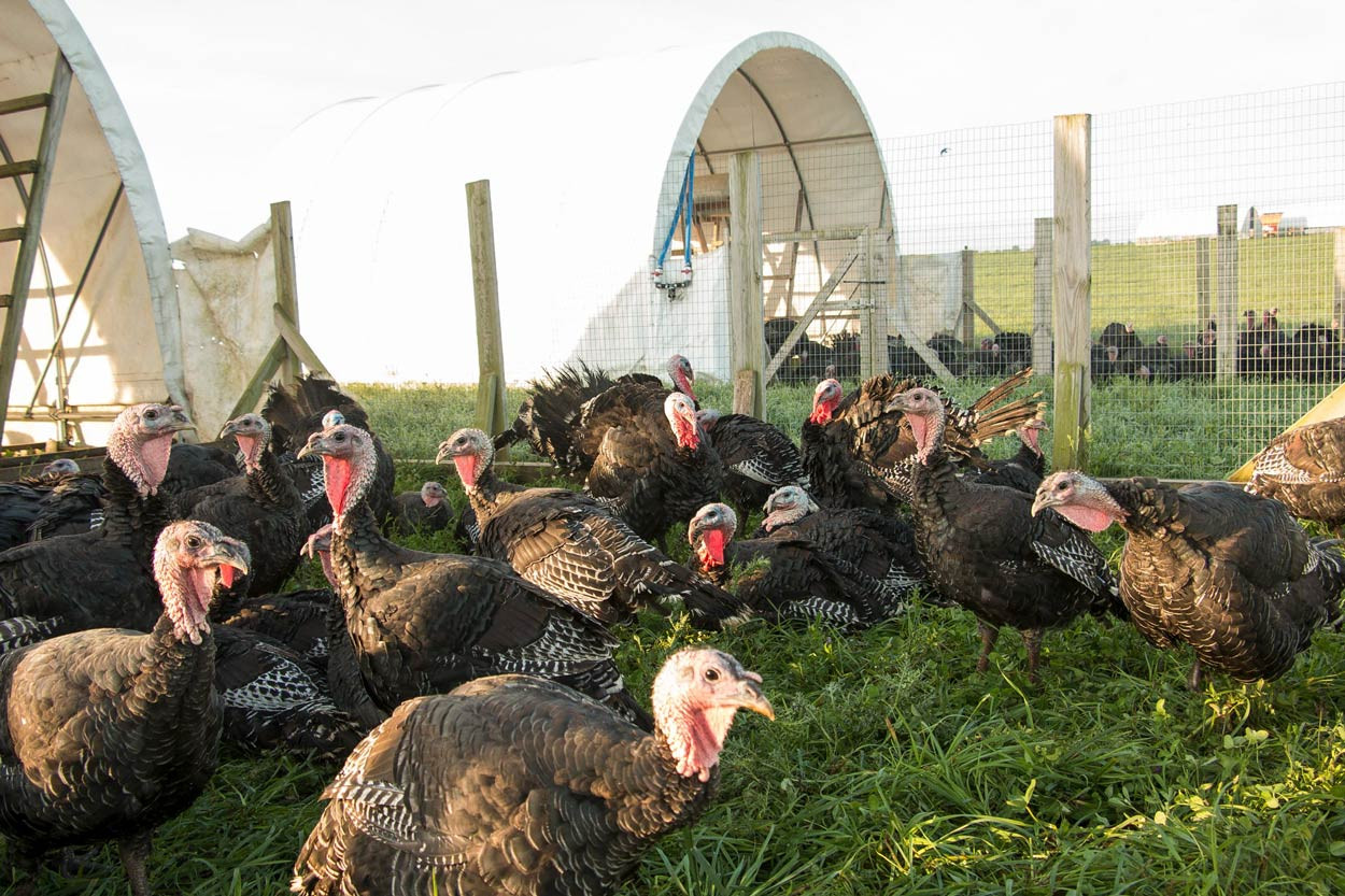 Soy-free Pastured Turkeys Photo Gallery - The Family Cow