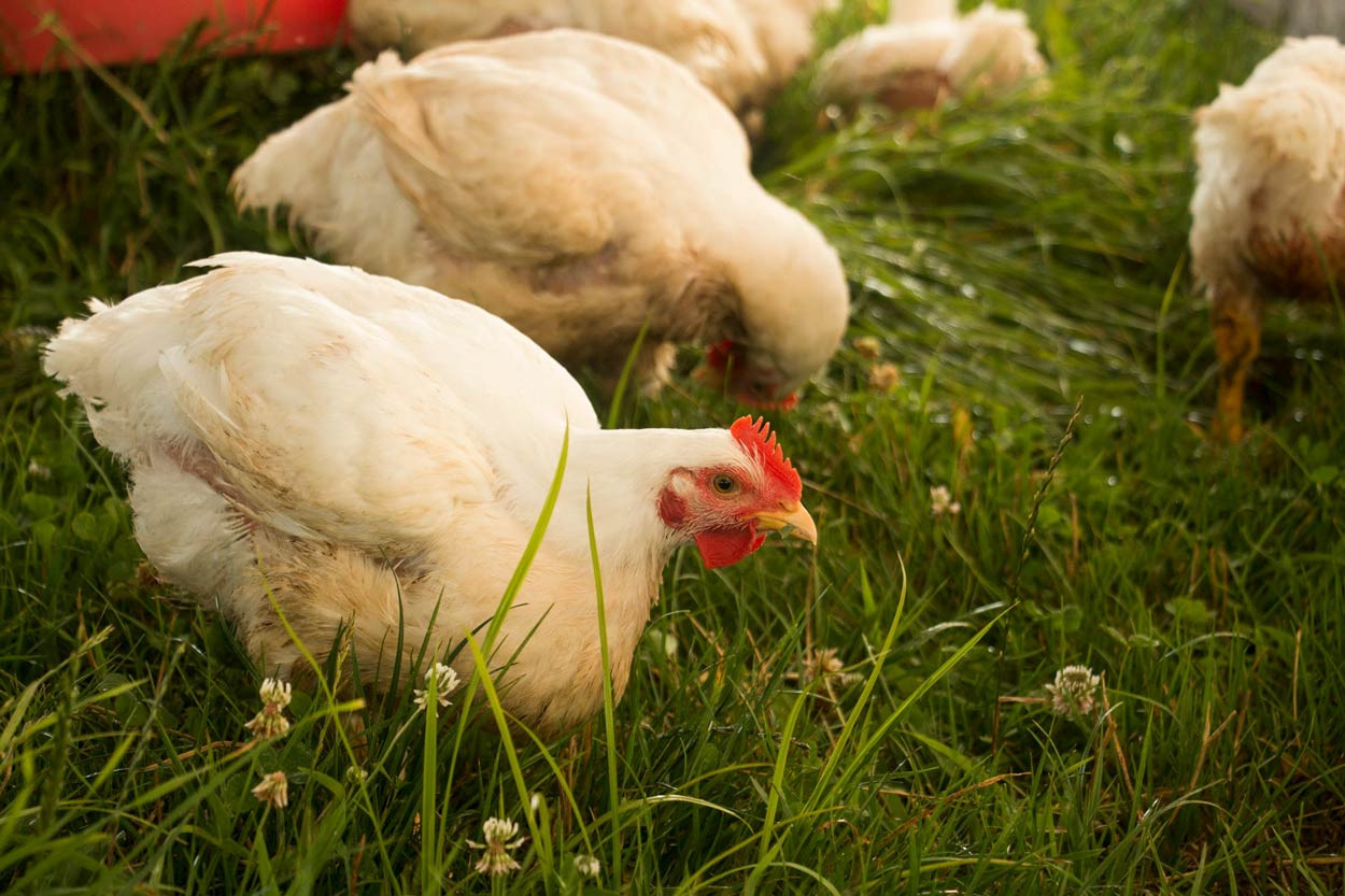 Pastured Chickens Photo Gallery - The Family Cow