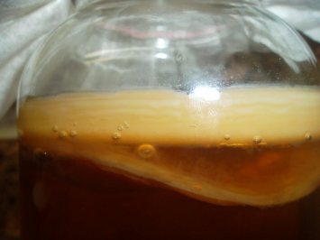 Kefir & Kombucha - The Family Cow