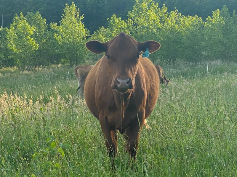 Homepage - The Fatted Calf Ranch