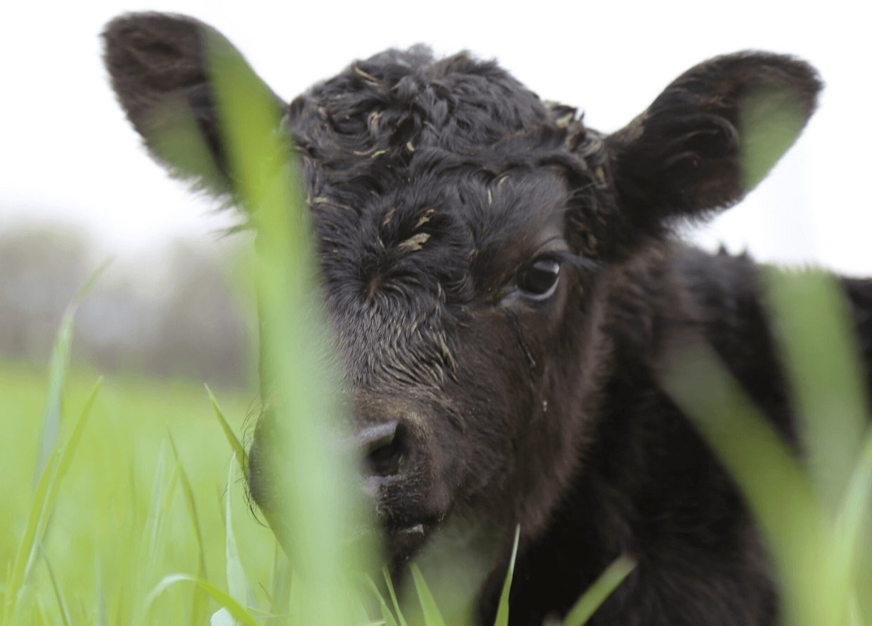 Homepage - The Log Cabin Ranch