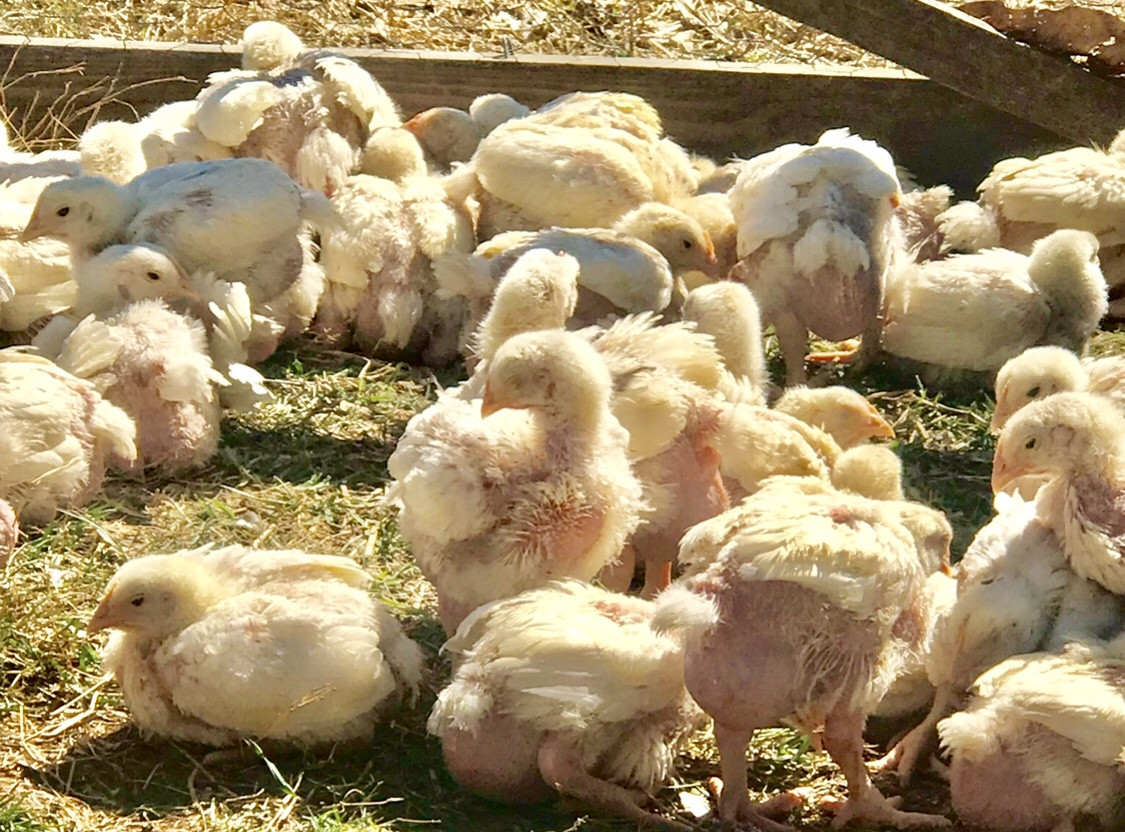 Pure Pasture Farms - Pure Pasture Farms